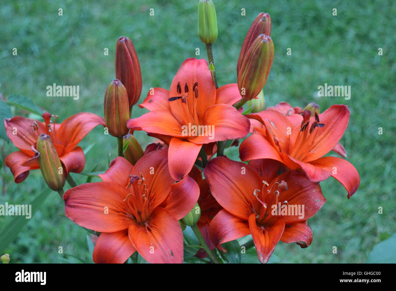 Red lilies hi-res stock photography and images - Alamy