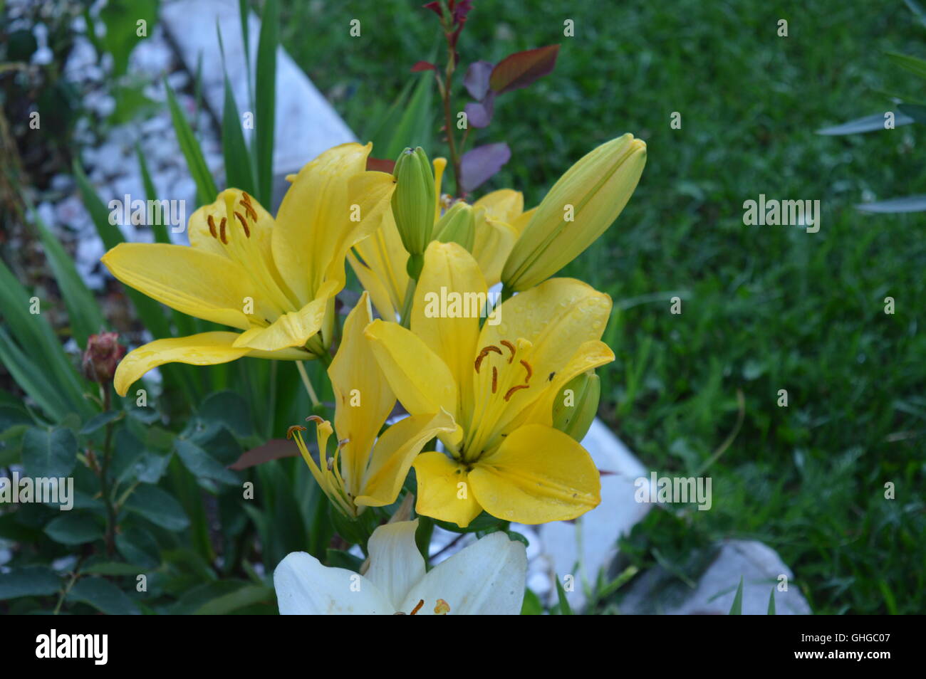 Beautiful lily garden hi-res stock photography and images - Alamy