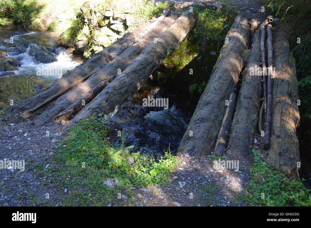 Pine tree over water hi-res stock photography and images - Alamy