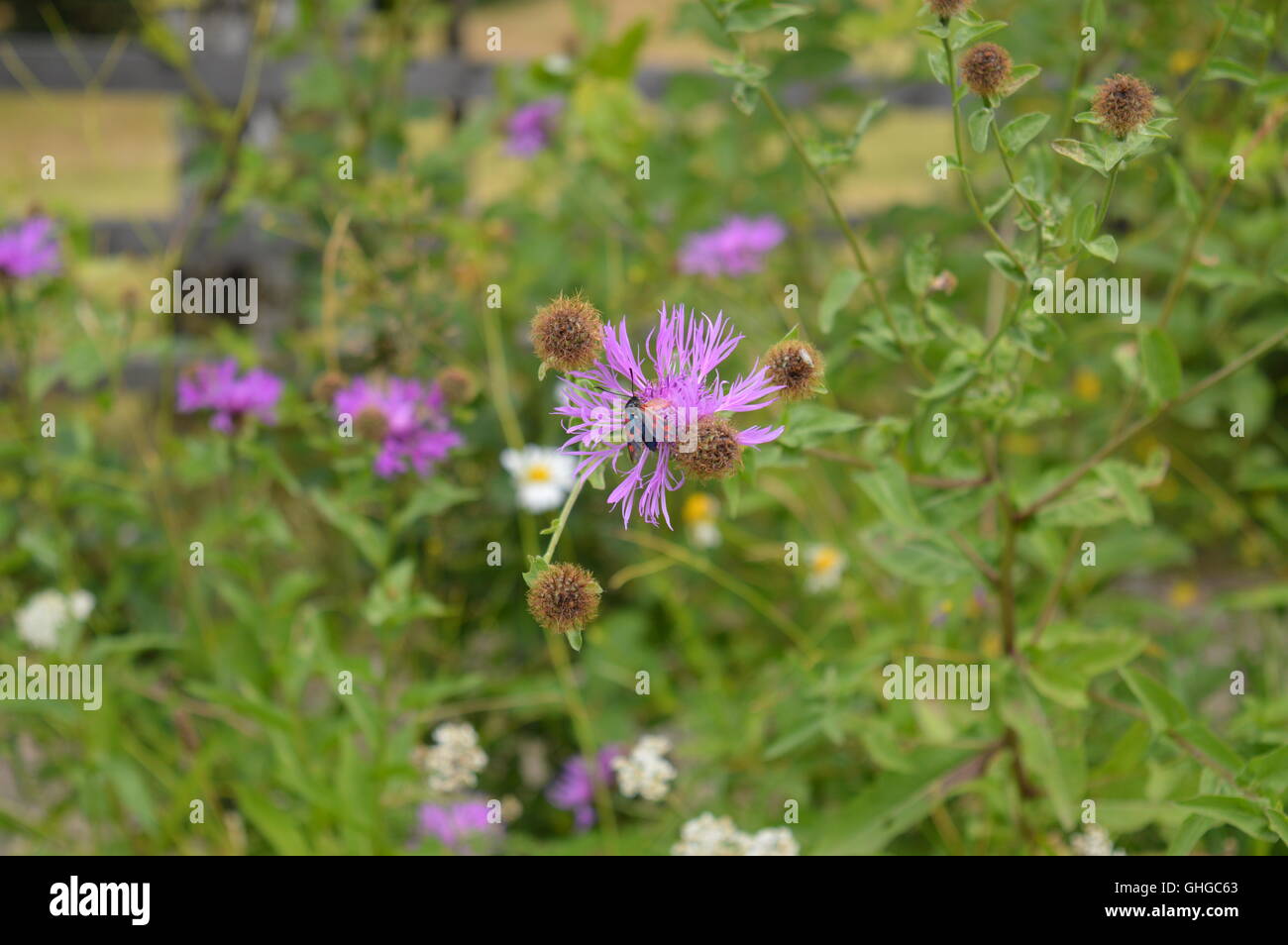 Black dots on wings hi-res stock photography and images - Alamy