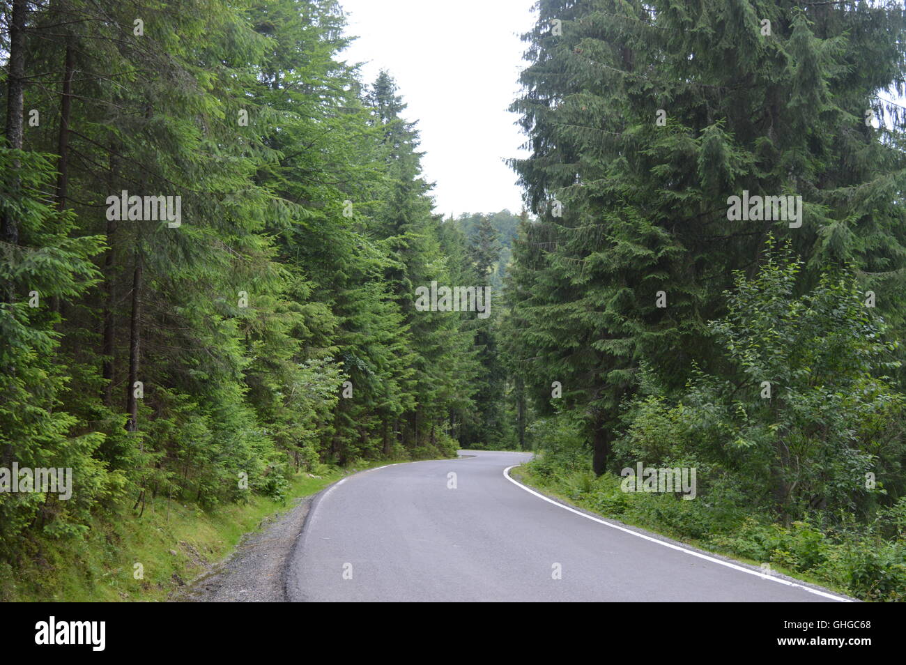 A paved road in a forest Stock Photo - Alamy