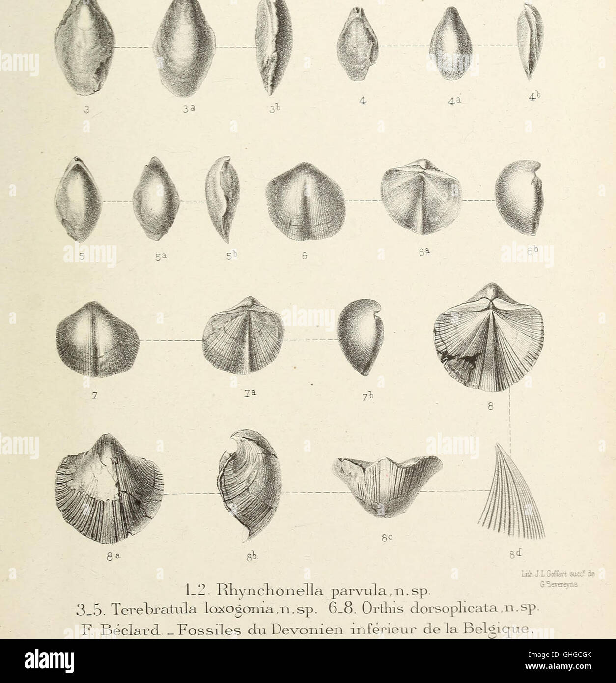 A publication from the Belgian Society of Geology, Paleontology, and ...