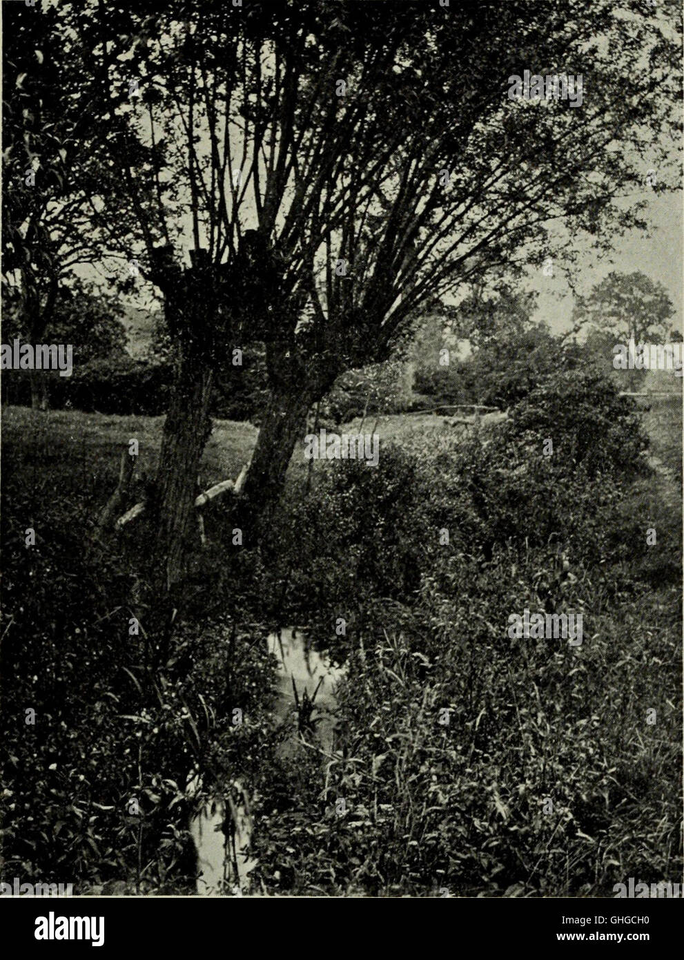 Trees in nature, myth and art; (1907 Stock Photo - Alamy