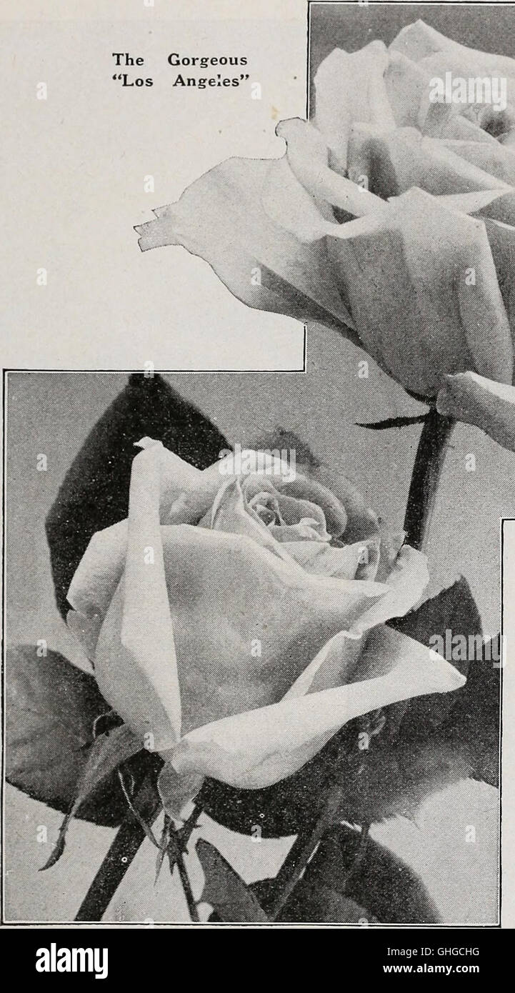 A 1920 guide to rose cultivation, offering advice on planting, care ...
