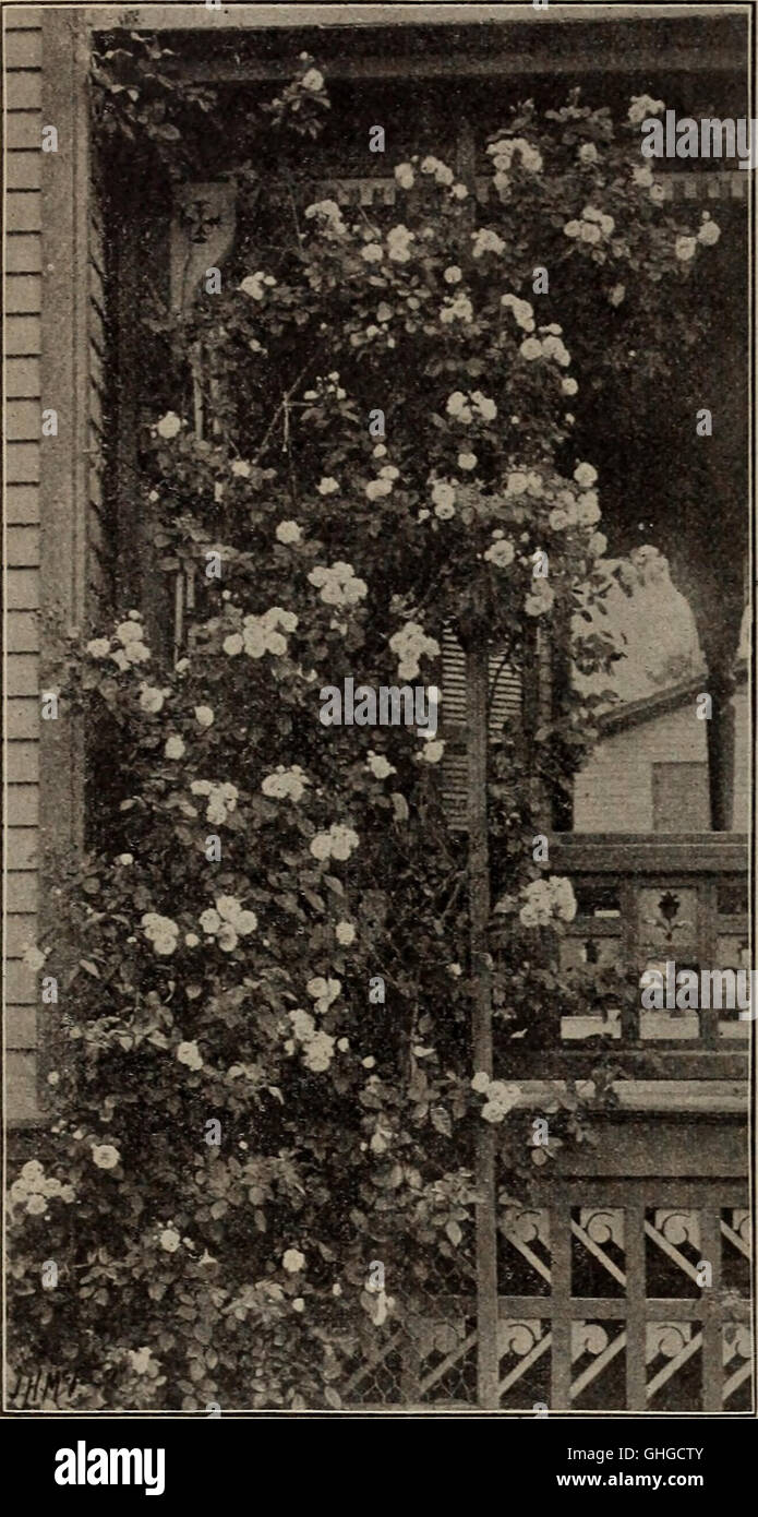 *Trees for Long Island* (1902) provides a comprehensive guide to the ...