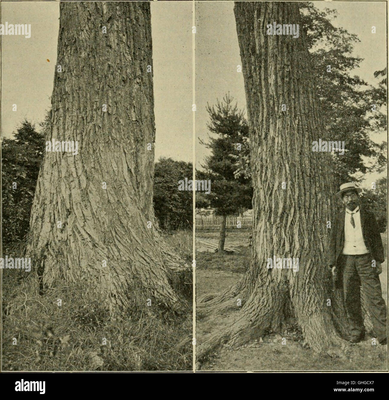A 1909 publication by the German Dendrological Society featuring ...