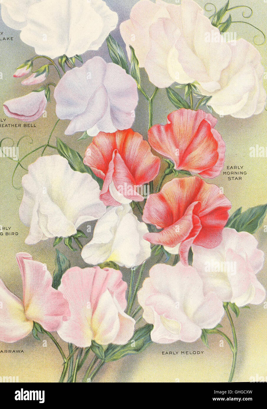 The 'Seed Annual 1918' provides a comprehensive catalog of seeds ...