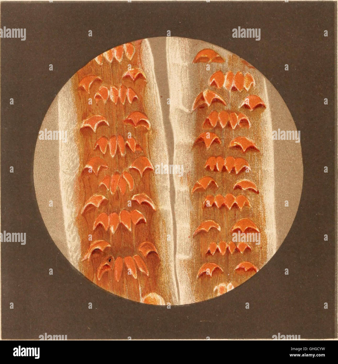 'Hardwicke's Science-Gossip' (1884) was a popular illustrated journal ...