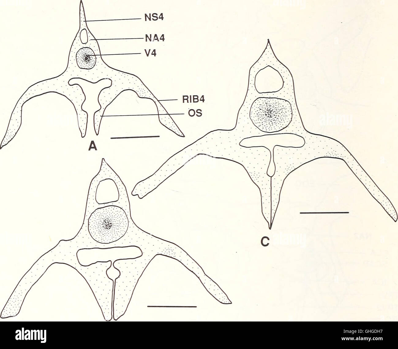This 1996 zoological monograph focuses on the detailed study of ...