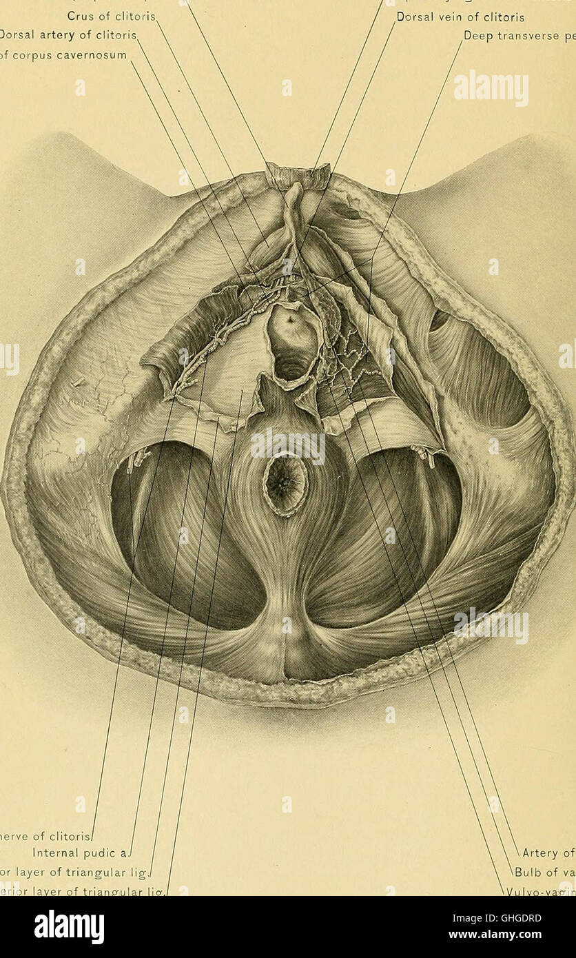 This 1901 text on surgical anatomy provides an in-depth exploration of ...