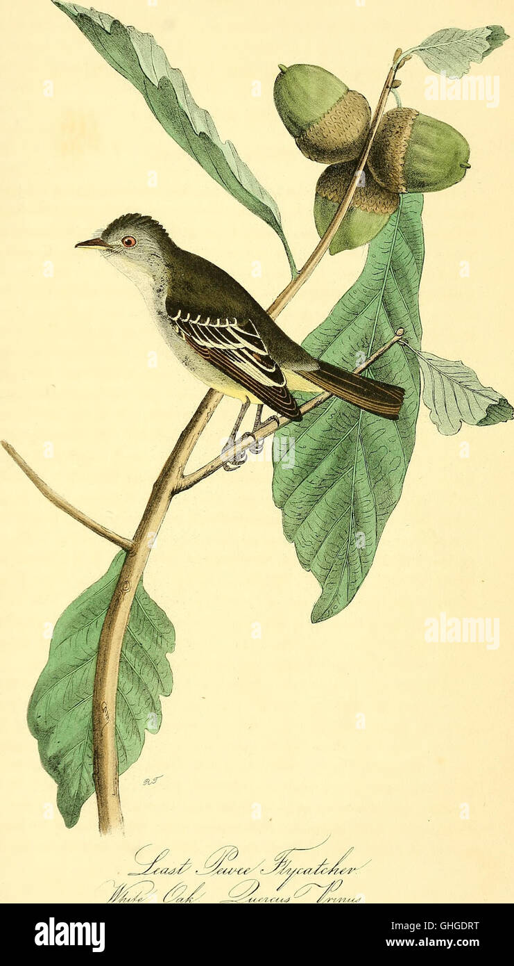 This work features detailed illustrations of North American bird ...