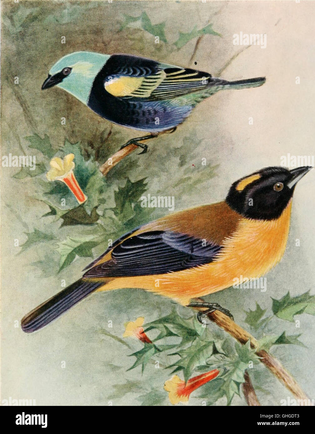 *The Avicultural Magazine* (1916) is a publication focusing on the ...