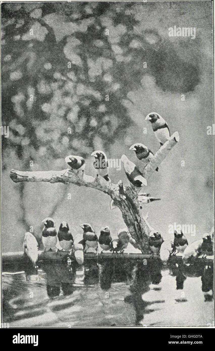 The 1916 Avicultural Magazine covers the care, breeding, and exhibition ...