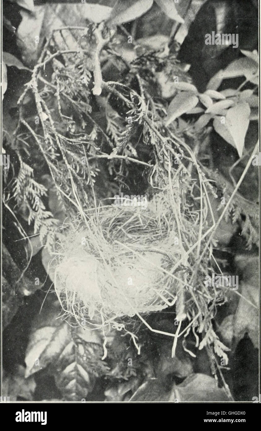 'The Avicultural Magazine' (1916) focuses on the study and care of ...
