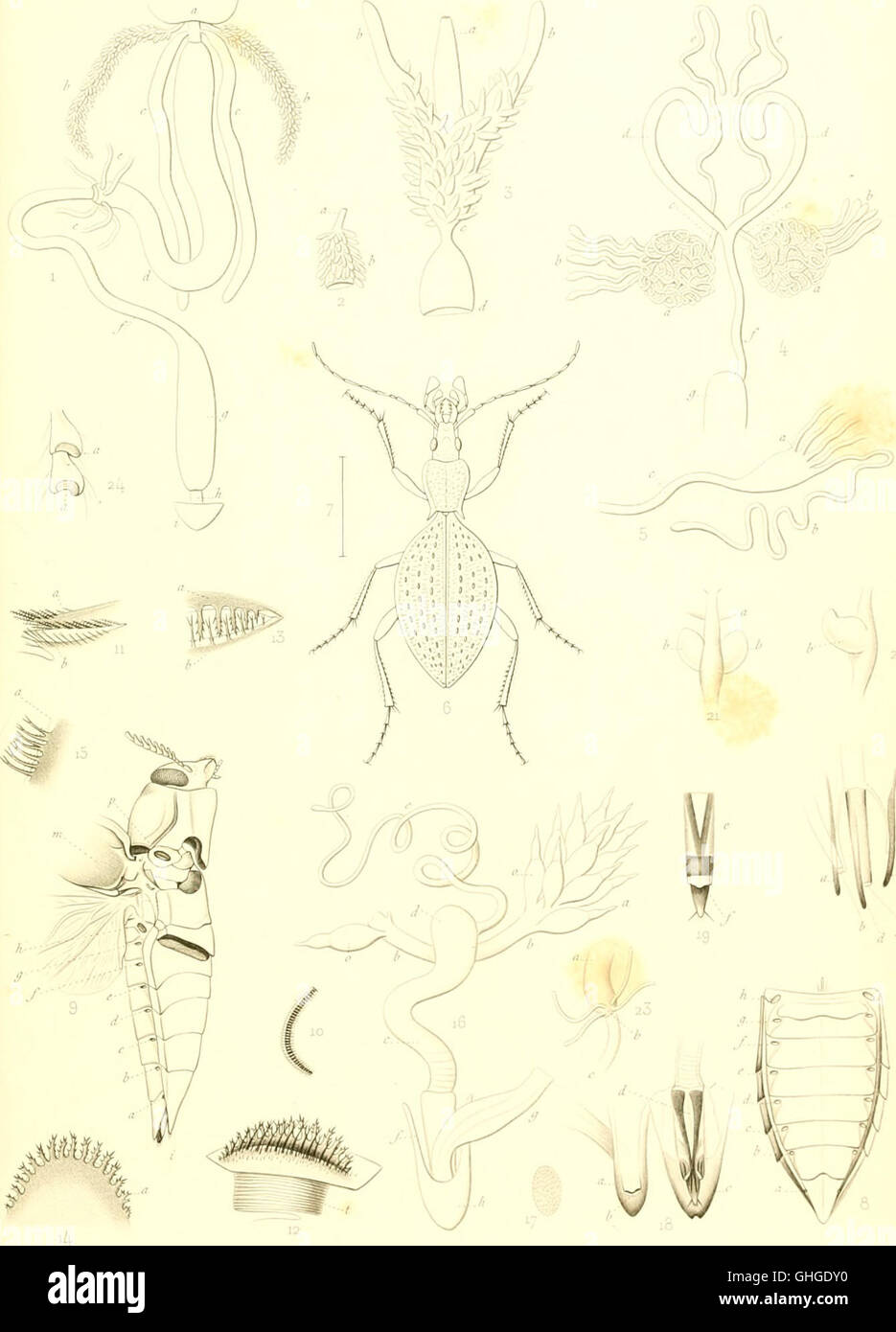 'Archives Entomologiques' (1857) is a collection featuring ...