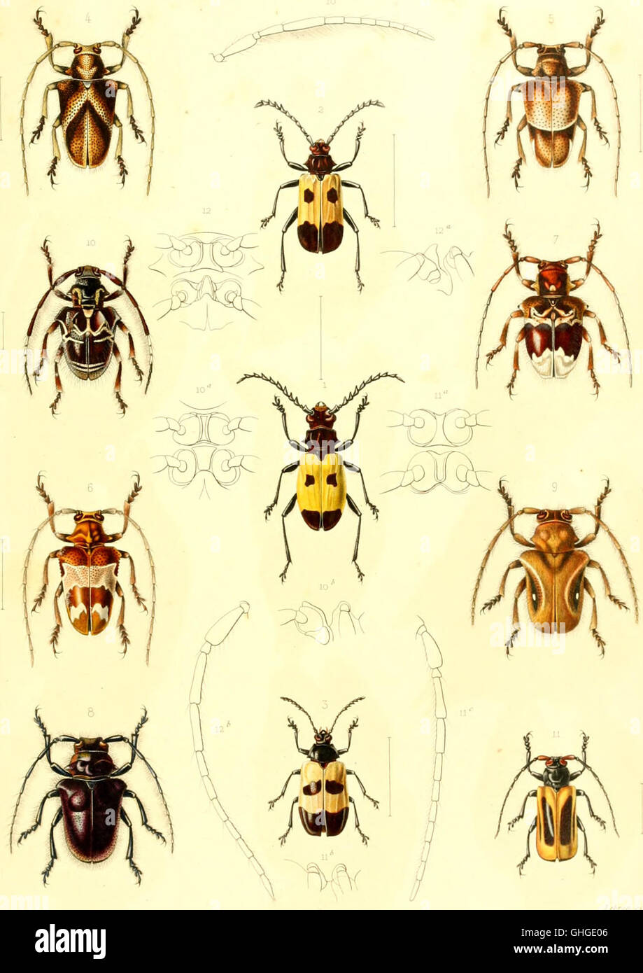 A 1857 entomological collection featuring illustrations and ...