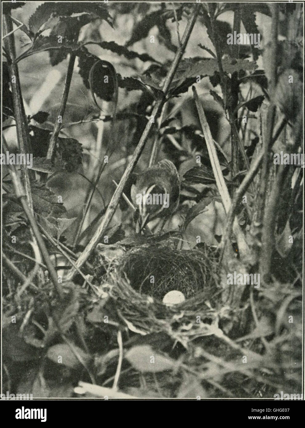 Published in 1915, 'The Avicultural Magazine' covers topics related to ...