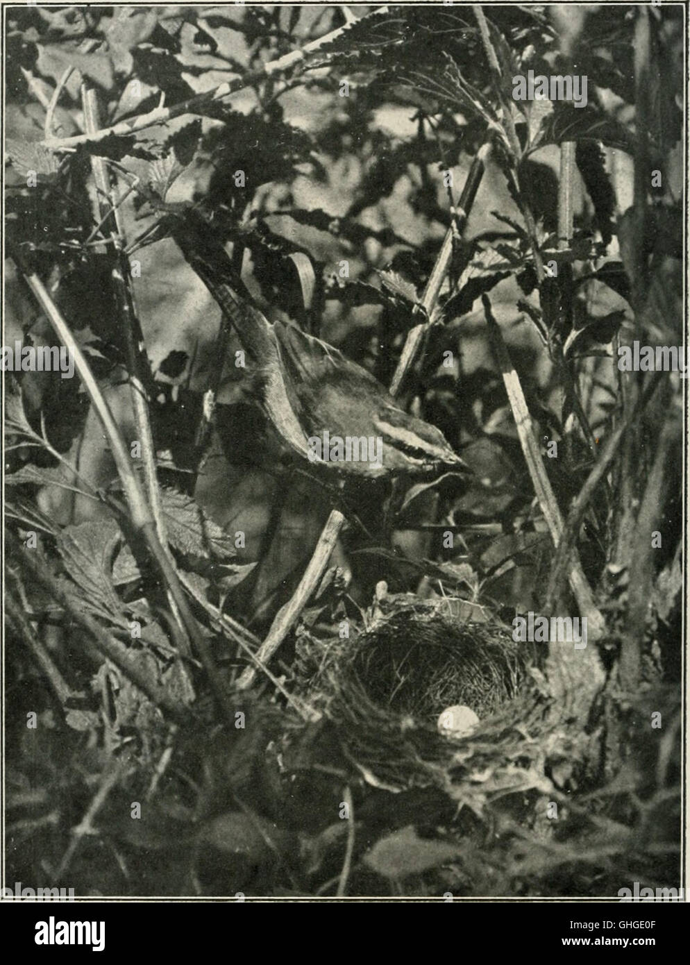 This 1915 issue of The Avicultural Magazine covers bird breeding ...