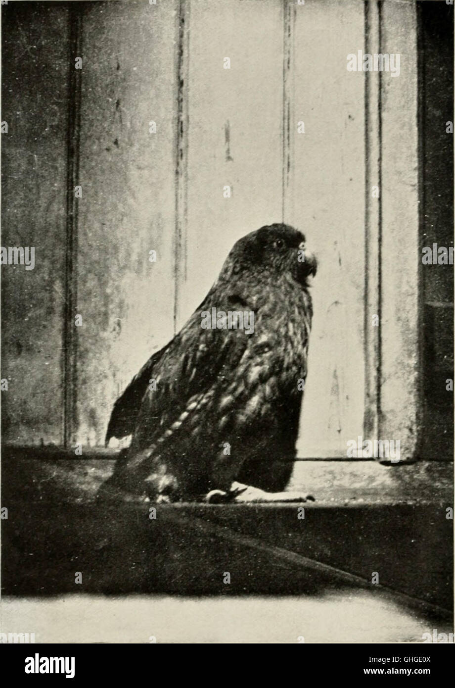 *The Avicultural Magazine* (1915) is a journal dedicated to the study ...
