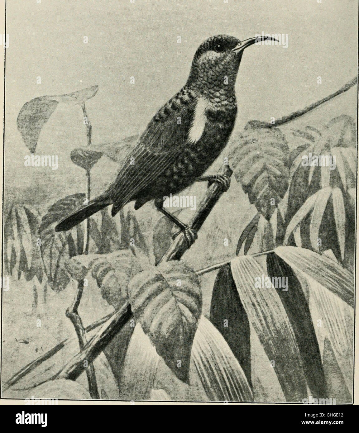 *The Avicultural Magazine* (1910) is dedicated to the care and breeding ...