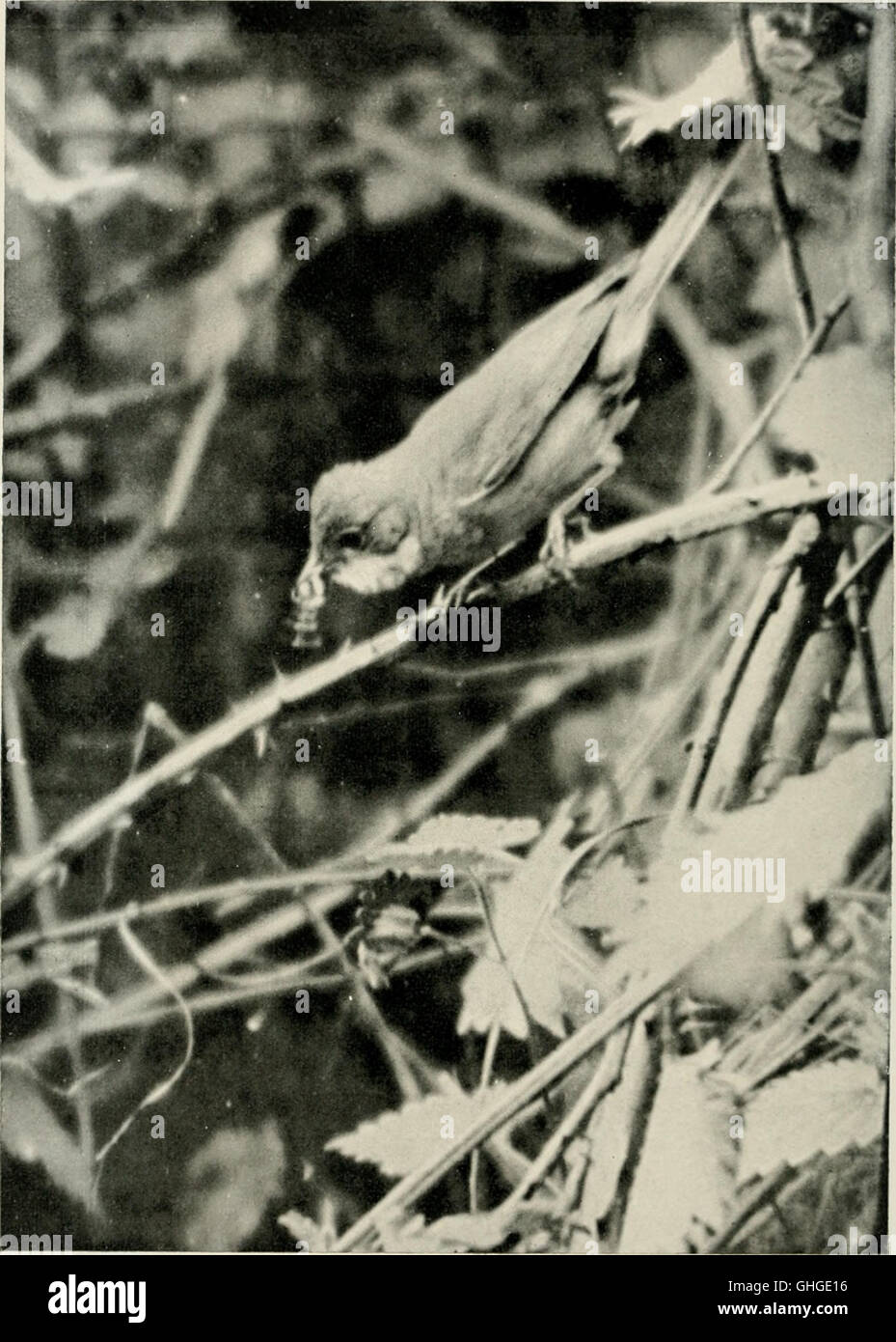 The Avicultural Magazine, published in 1915, covers various aspects of ...