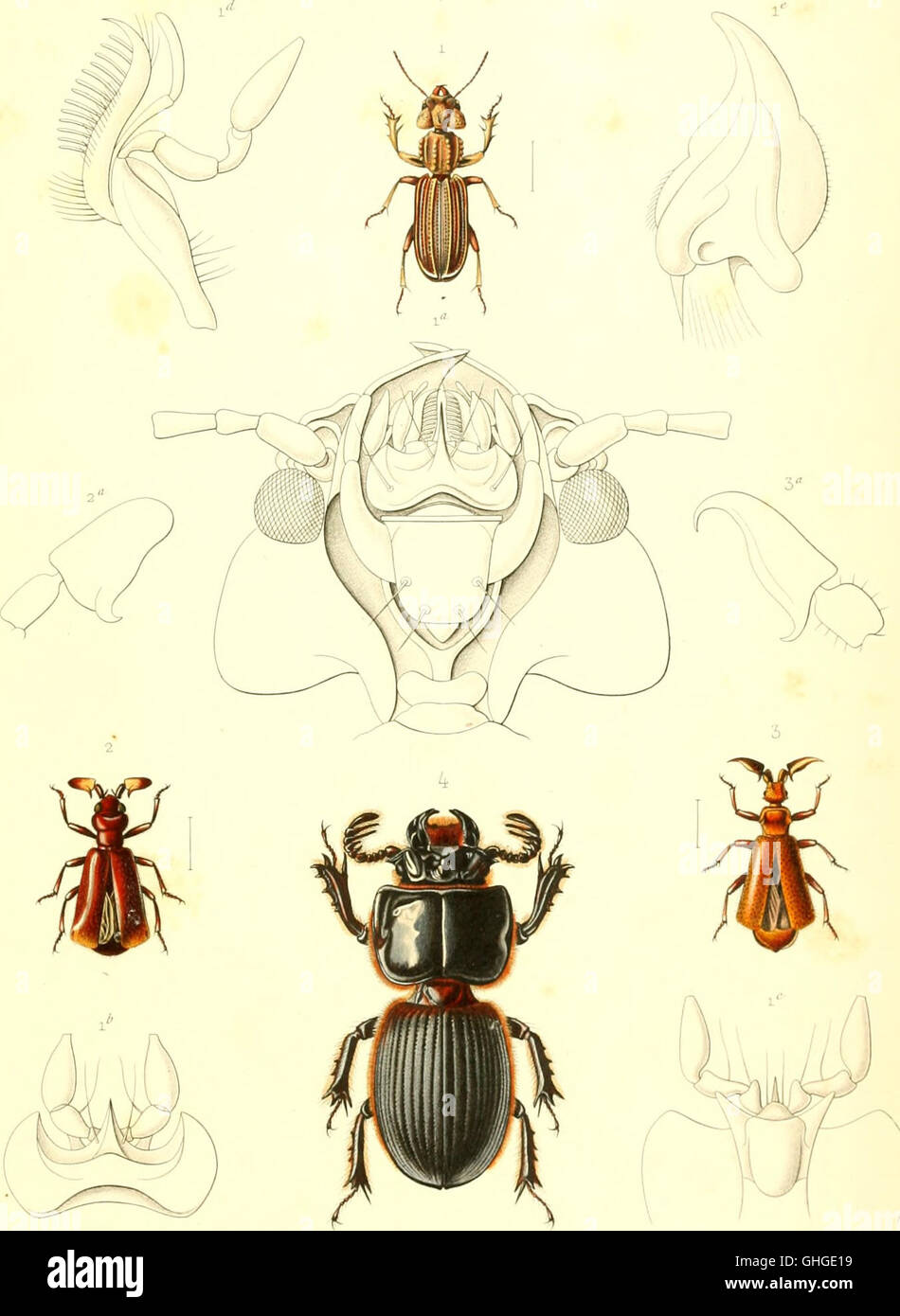 An 1857 collection of entomological archives, featuring illustrations ...
