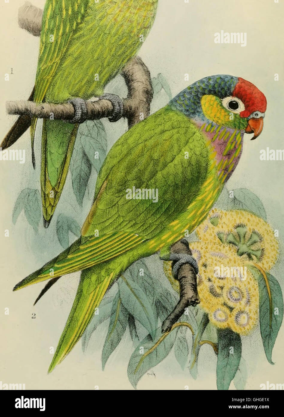 The 'Avicultural Magazine' (1902) focuses on the care and breeding of ...