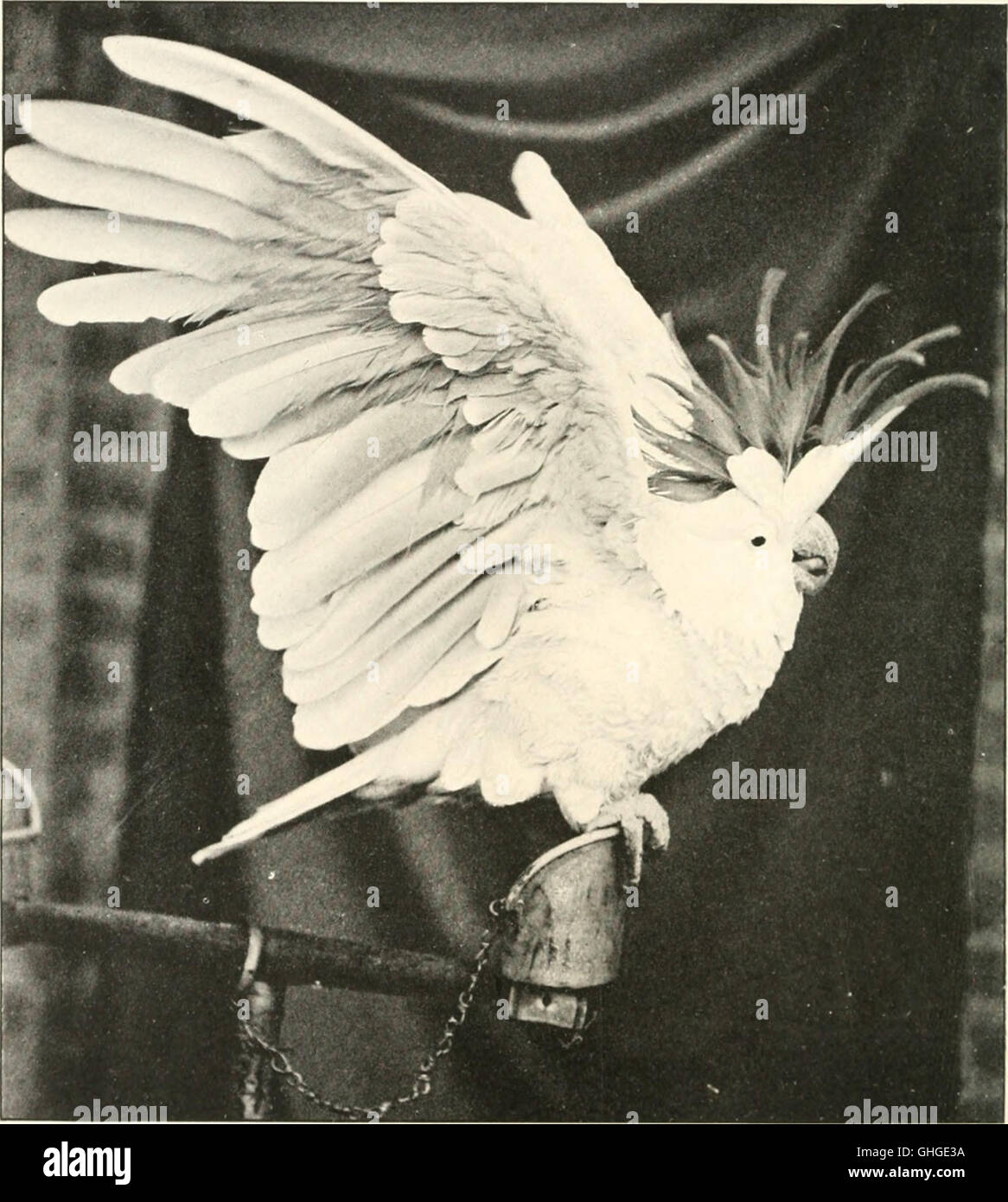 The 1901 edition of 'The Avicultural Magazine,' a publication dedicated ...