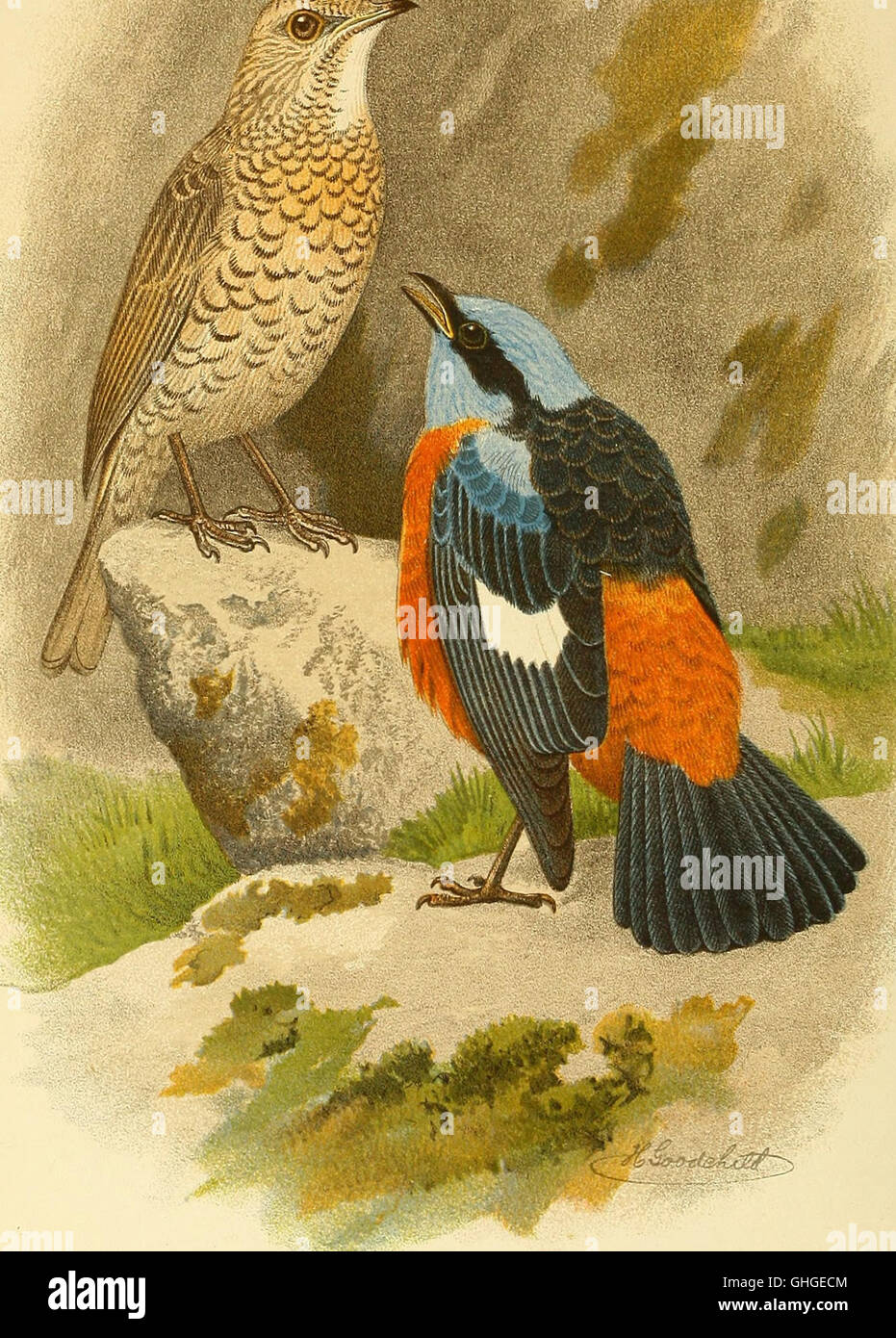 A 1912 magazine dedicated to the study and care of cage birds, offering ...
