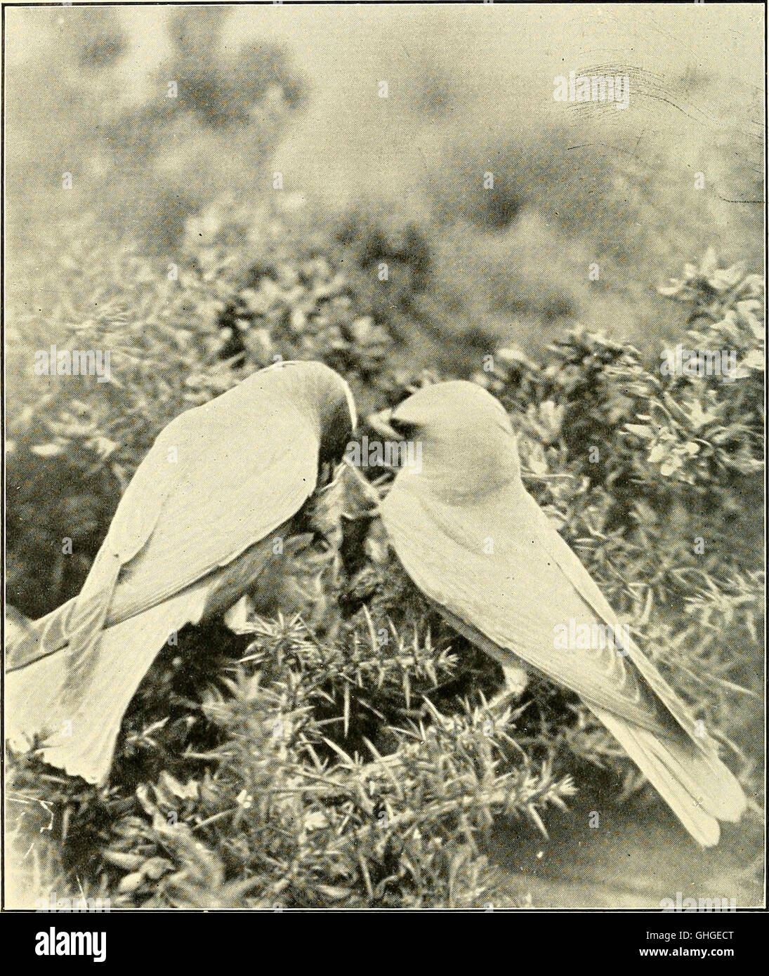 The 1917 edition of 'The Avicultural Magazine' focuses on the study of ...