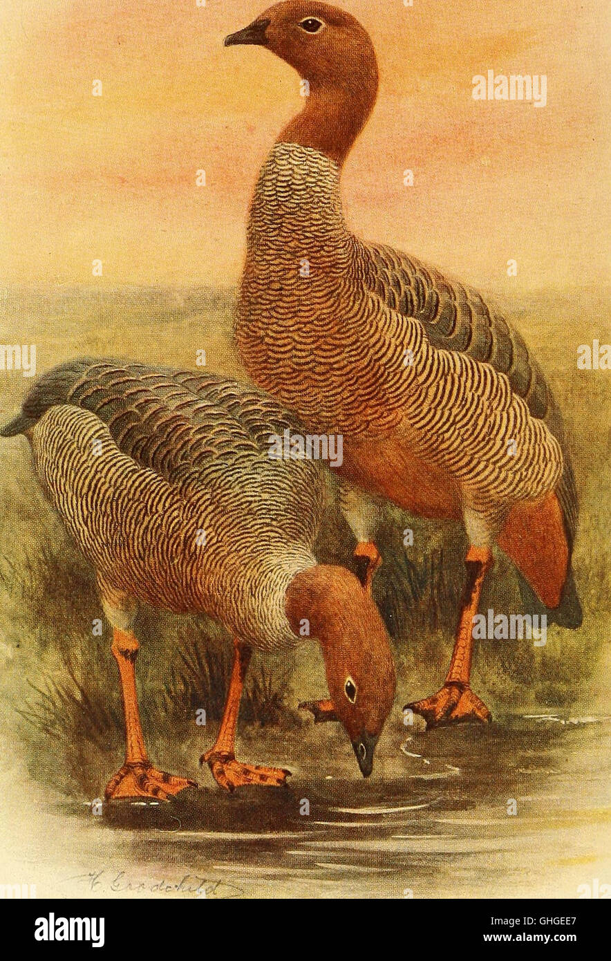 The Avicultural Magazine, published in 1914, is a periodical dedicated ...