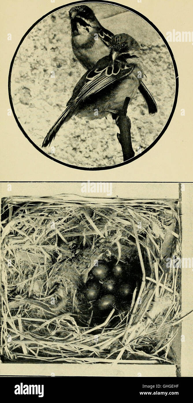 The 1912 edition of The Avicultural Magazine covers topics related to ...
