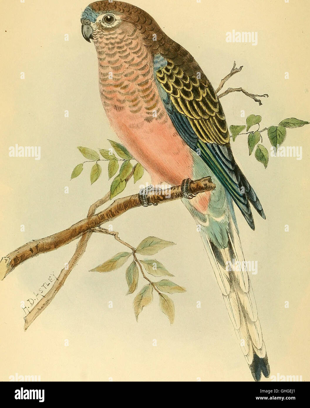 *The Avicultural Magazine* (1904) covers the science and art of ...