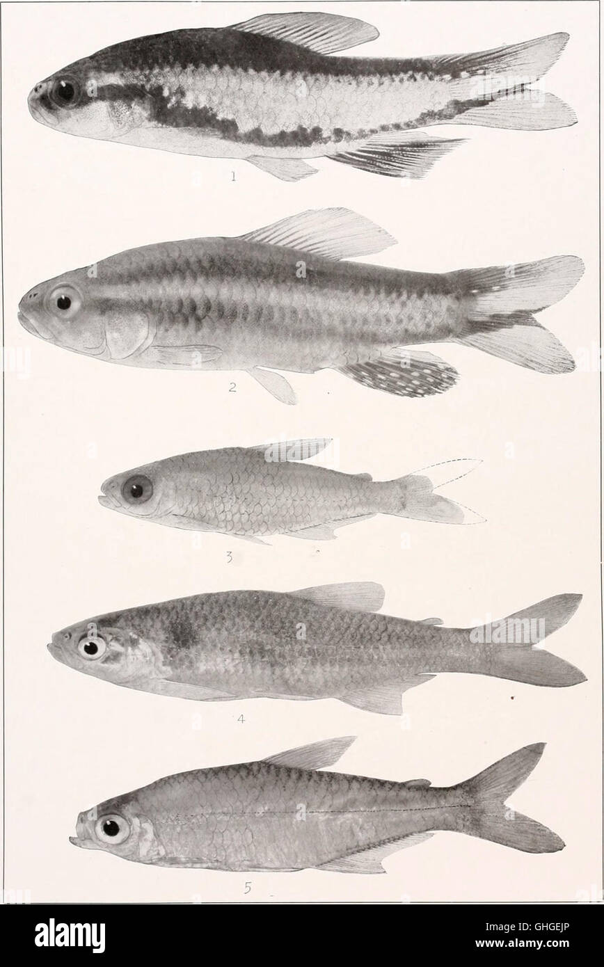 'The Freshwater Fishes of British Guiana' (1912) examines the diverse ...