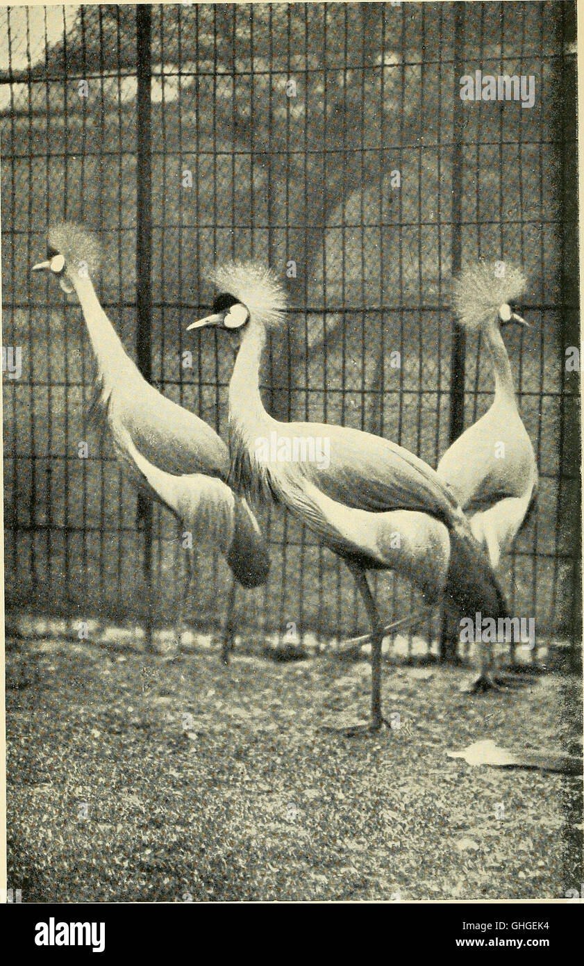 The 1913 edition of 'The Avicultural Magazine' focuses on the care ...