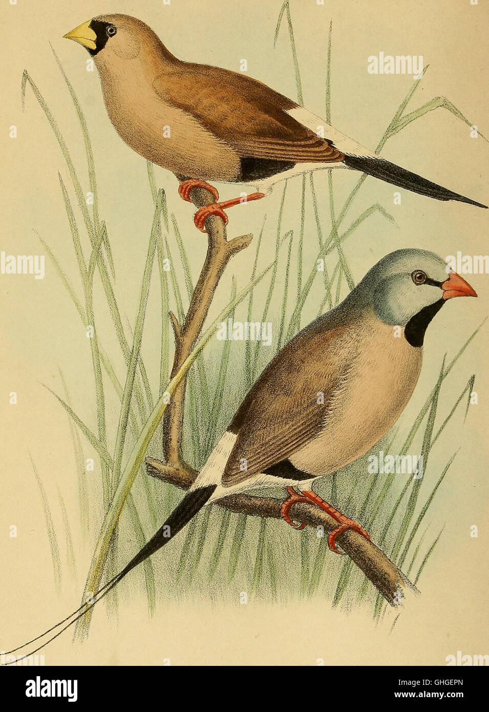 'The Avicultural Magazine' (1899) is a publication focused on the care ...