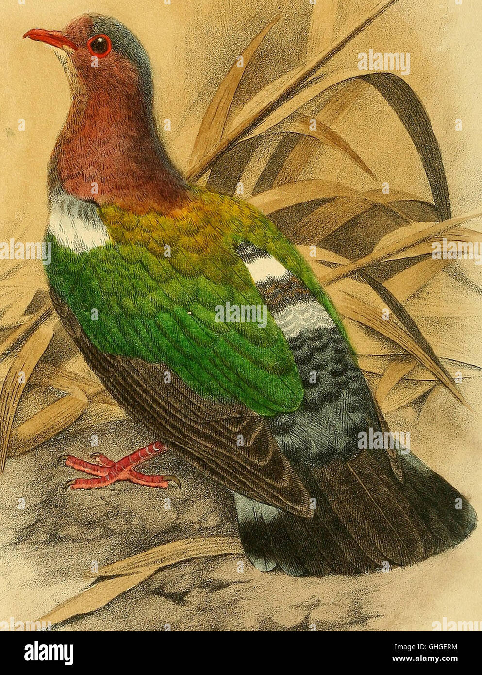 'The Avicultural Magazine' (1913) is a publication that explores ...