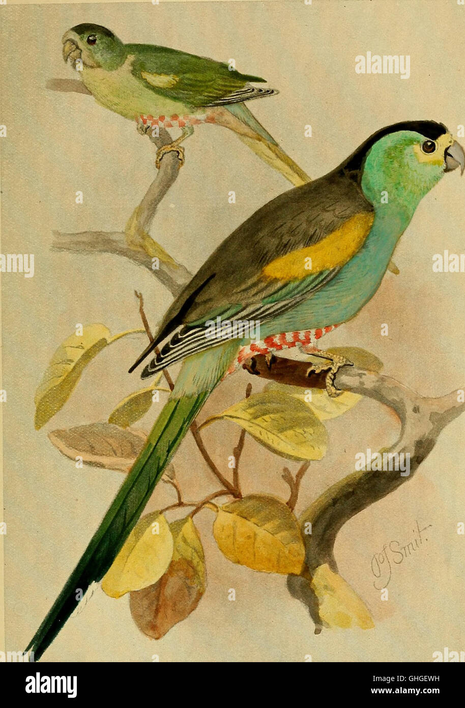 'The Avicultural Magazine' (1897) provides information on the care and ...