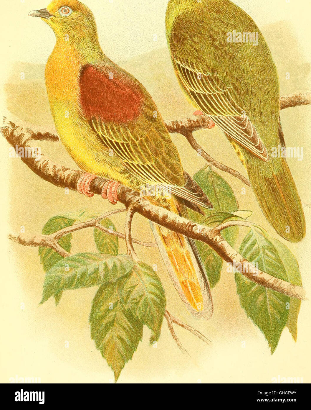 *The Avicultural Magazine* (1911) is a publication focused on the care ...