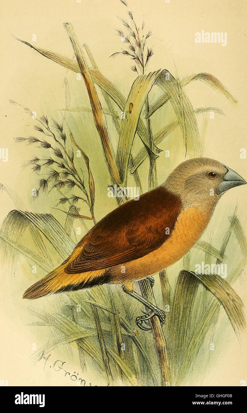 A 1904 issue of 'The Avicultural Magazine', focusing on the care ...