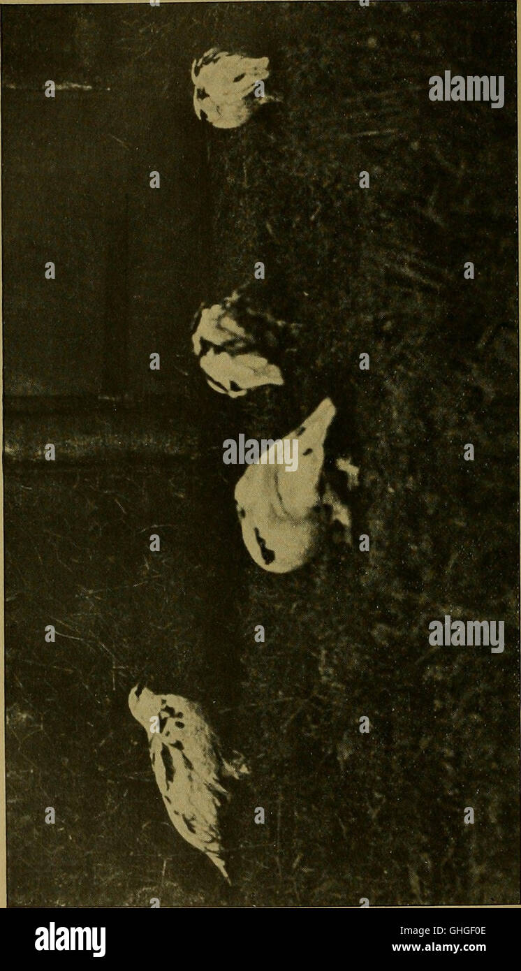 First published in 1908, 'The Avicultural Magazine' covers the care and ...