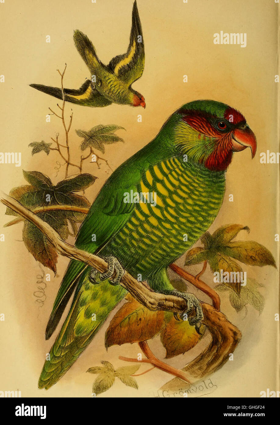 *The Avicultural Magazine* (1905) covers topics related to bird keeping ...