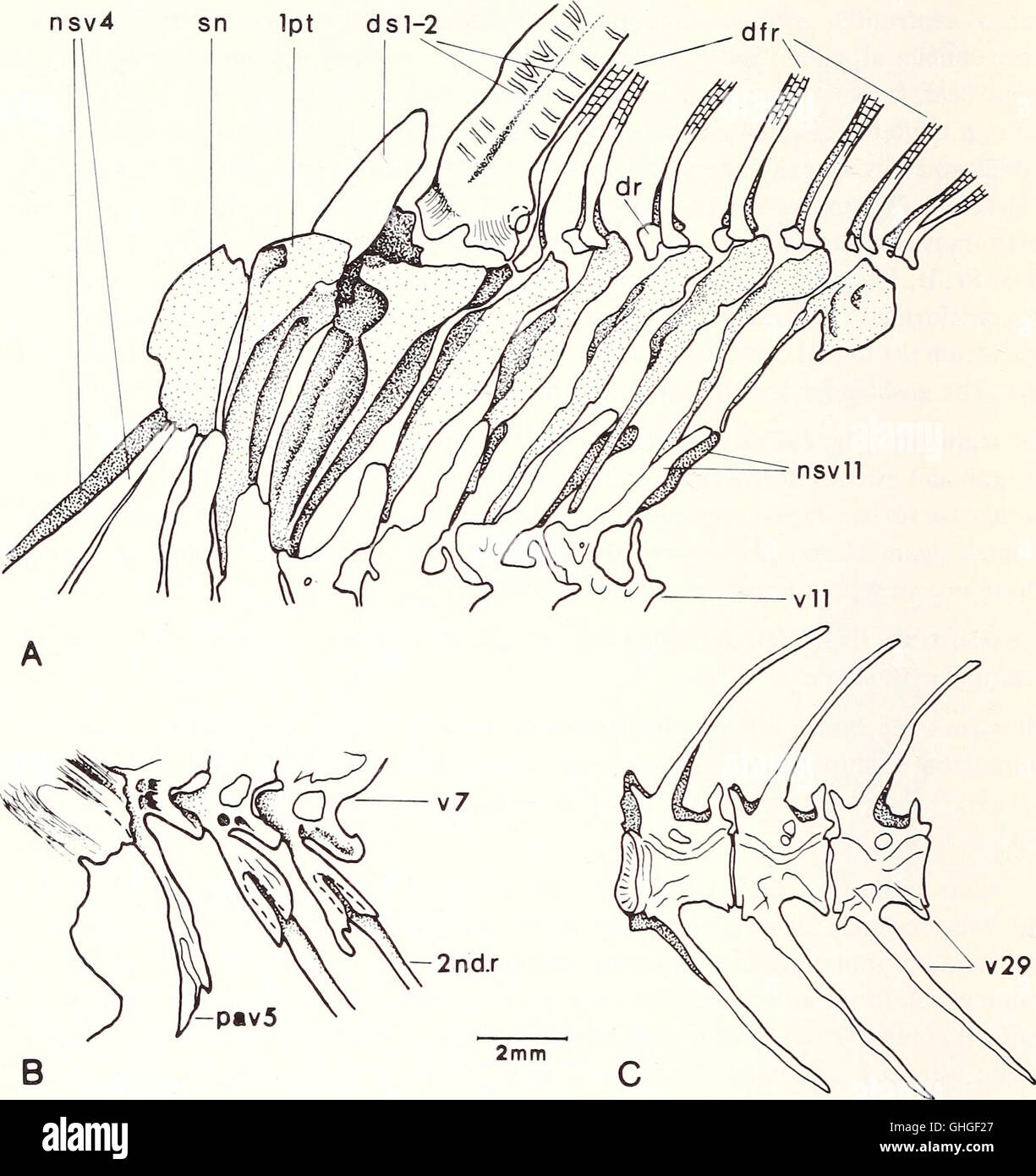 'Bonner Zoologische Monographien' (1986) is a journal featuring ...