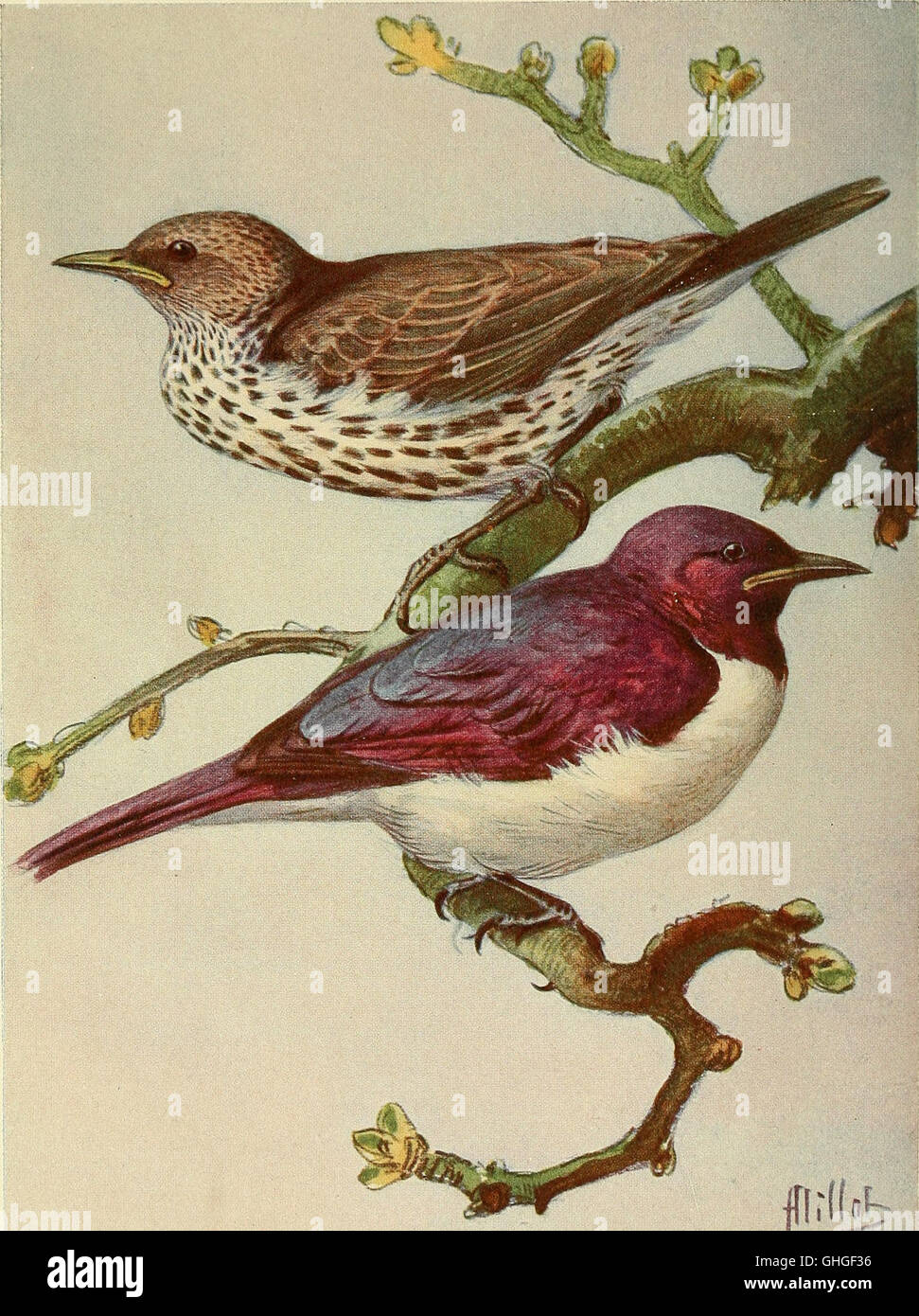 The 1921 issue of The Avicultural Magazine covers topics related to ...