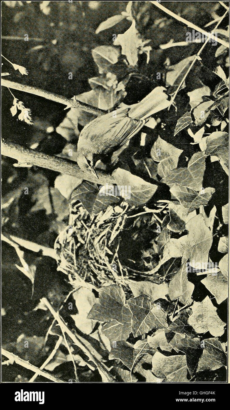 The 1913 issue of The Avicultural Magazine provides detailed articles ...