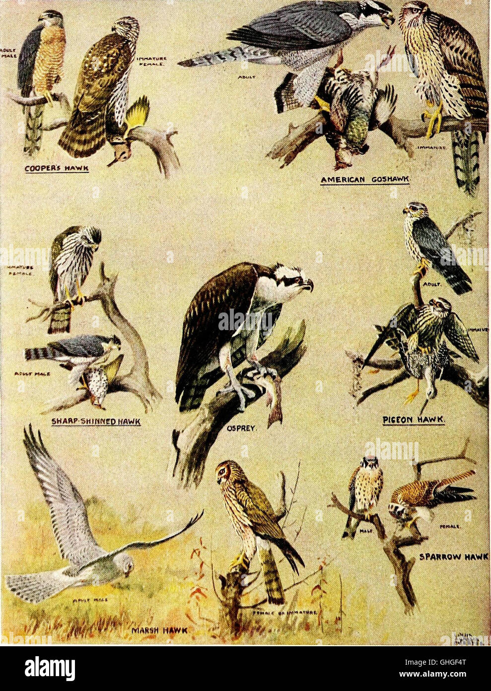 'Falconry, the Sport of Kings' (1920) explores the history and practice ...