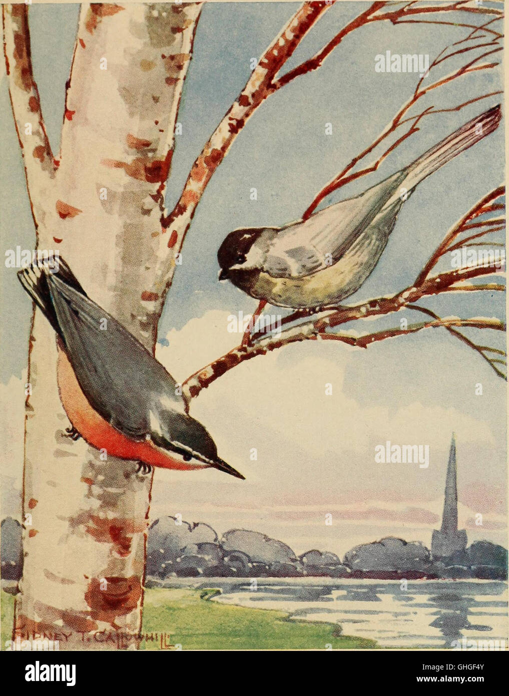 Chickadee dee dee hi-res stock photography and images - Alamy