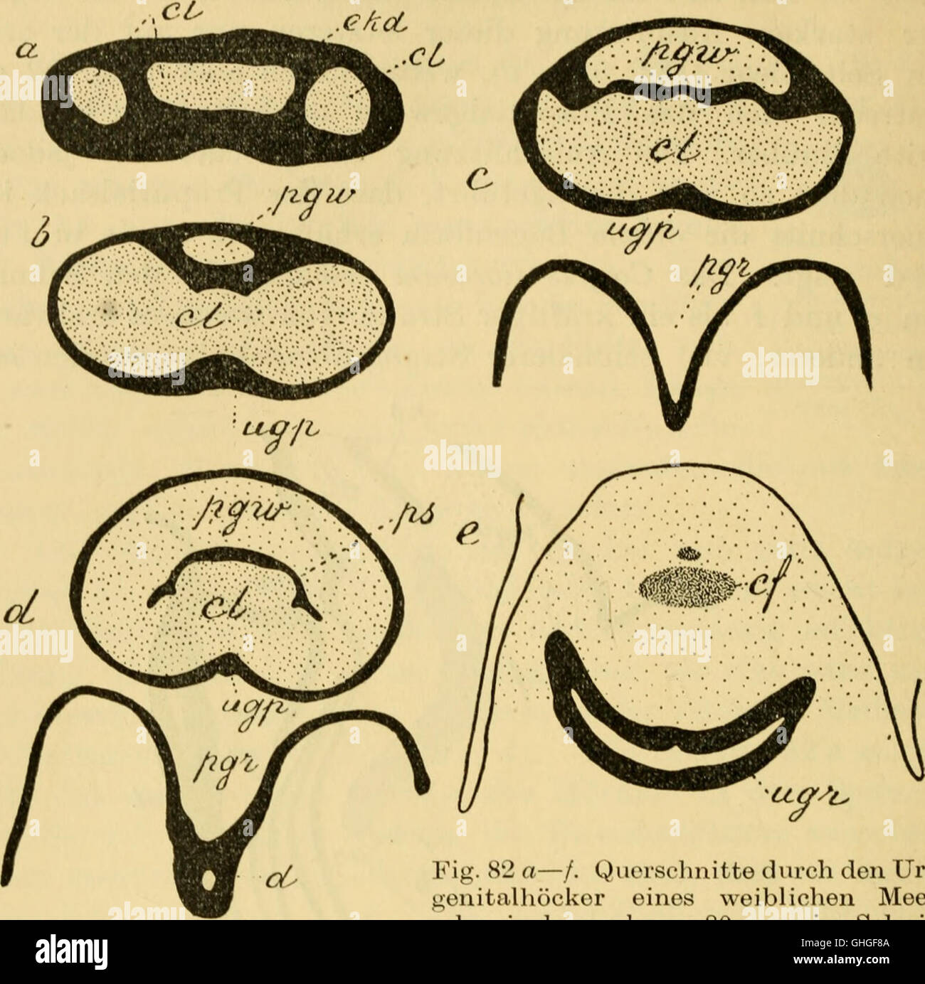 Zoologi hi-res stock photography and images - Alamy