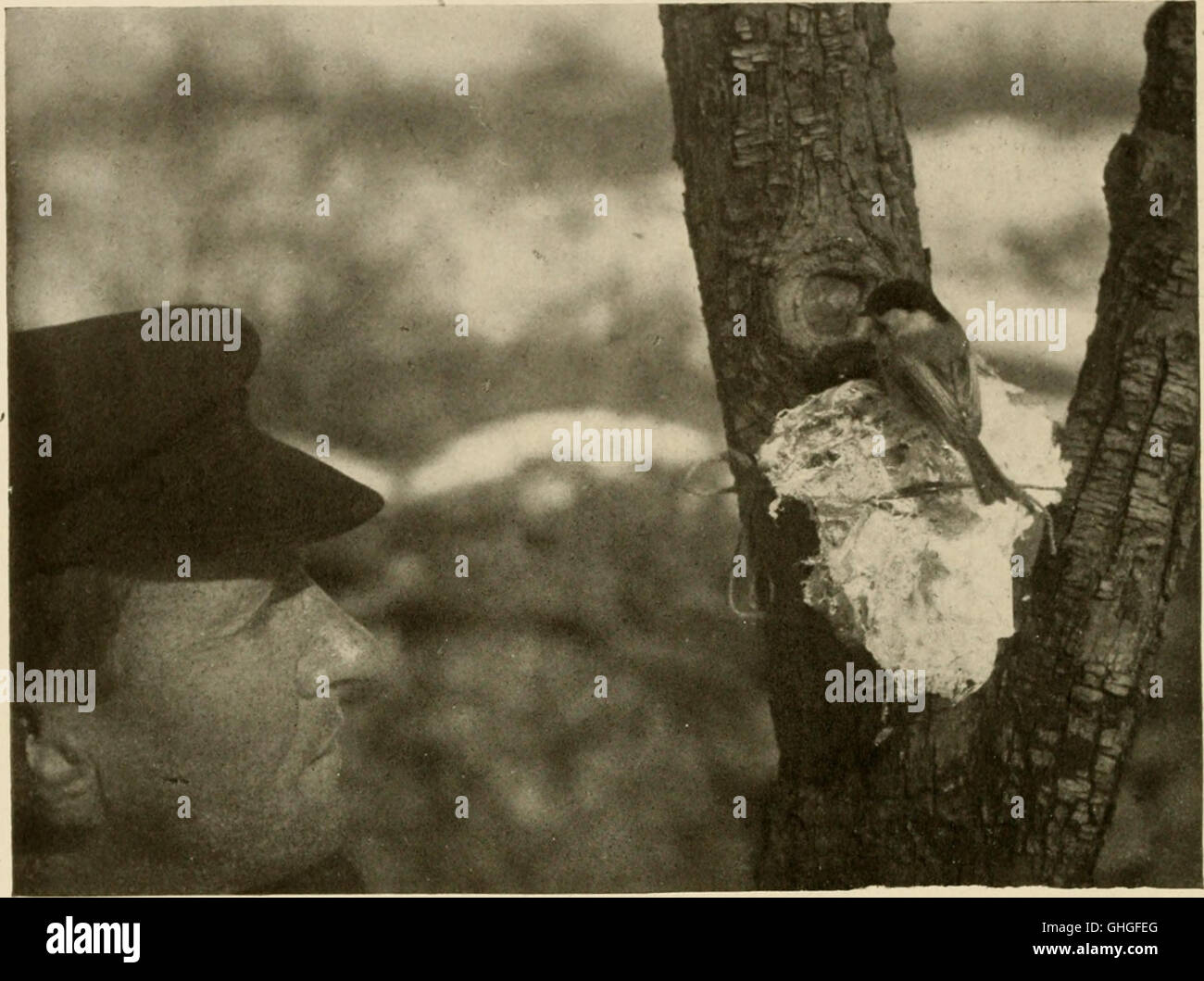 'The Book of Birds' (1918) is a comprehensive guide to common bird ...