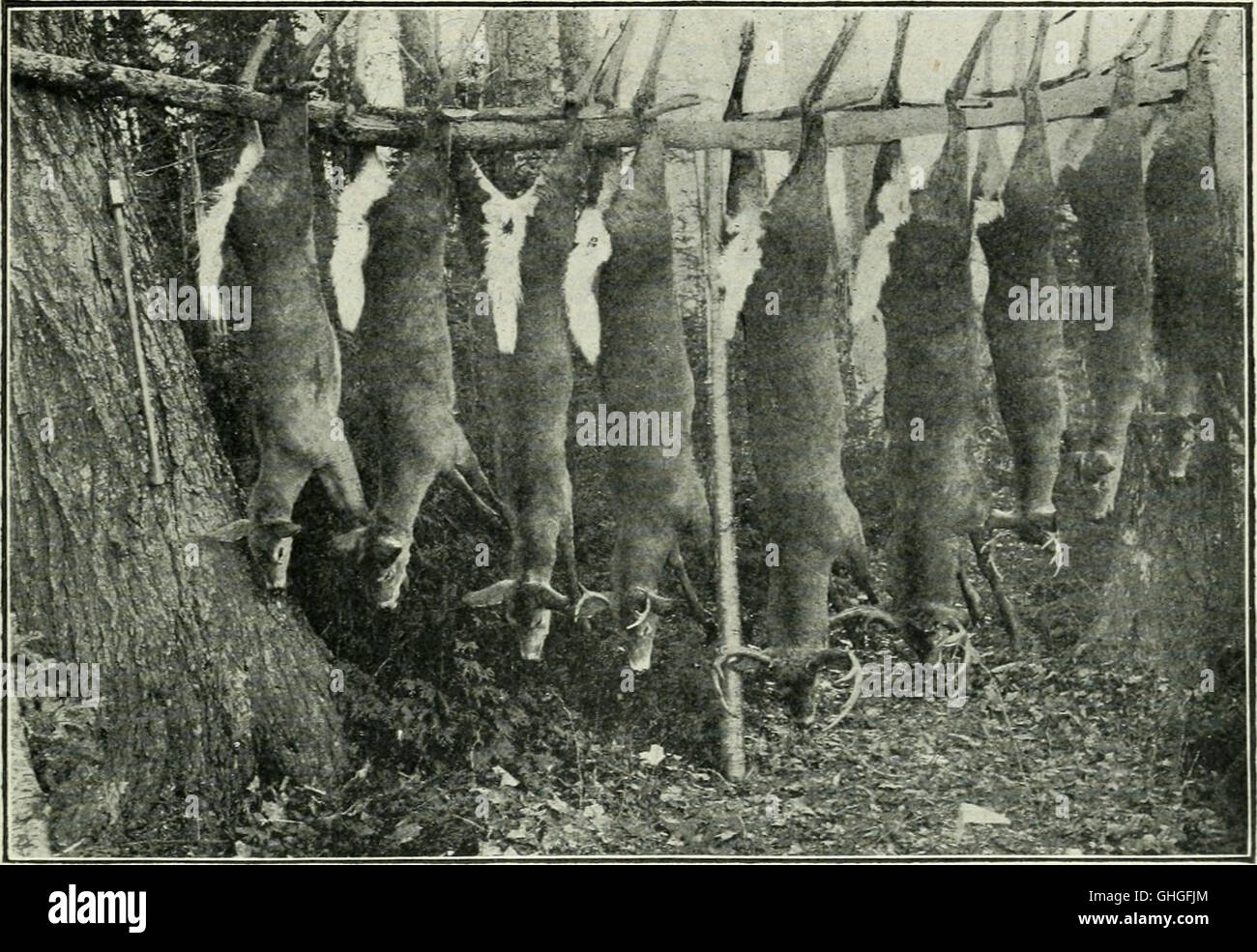Rod and gun (1898 Stock Photo - Alamy